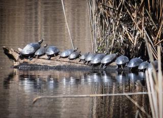 Turtle Talk and Walk | Portage County OH